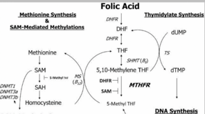 3 Things Methylfolate Does For The Body