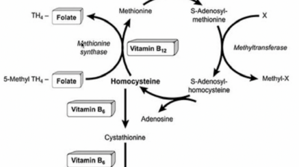 3 Things Methylfolate Does For The Body